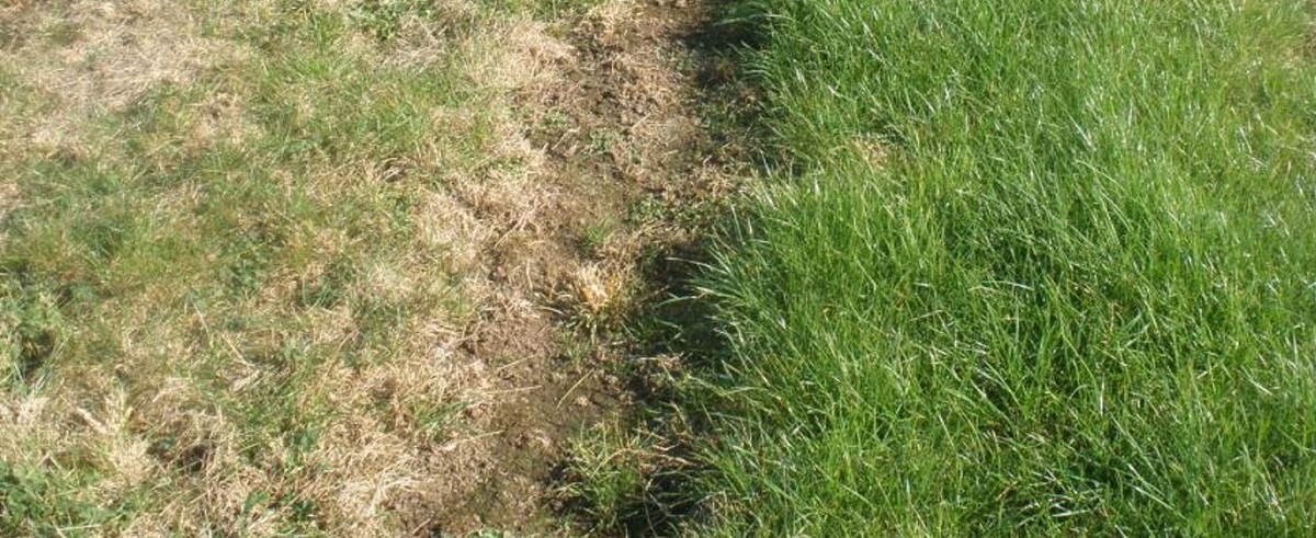 Endophytes | Agricom