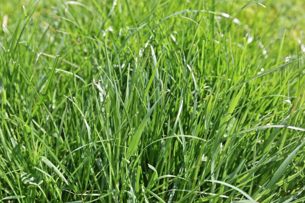 SupremePLUS hybrid ryegrass | Agricom NZ