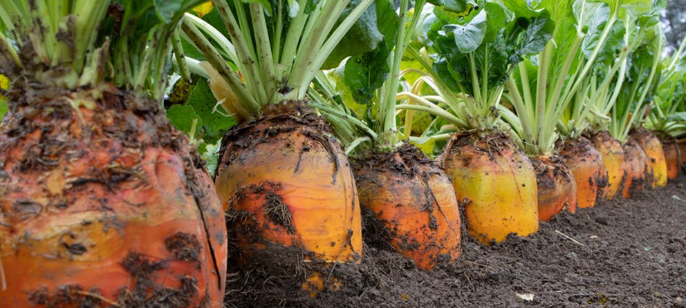 Fodder Beet Feed Budgeting Advice Agricom Fodder Beet Feed Budgeting Advice Agricom
