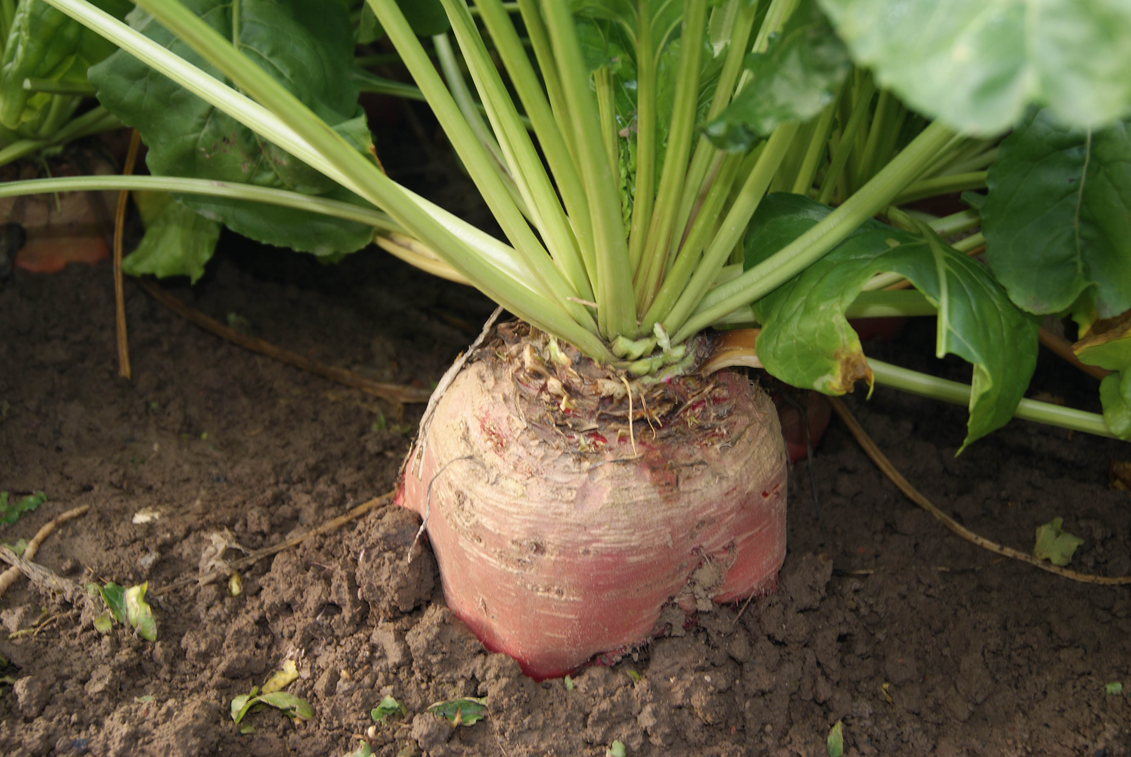 Swedes | Brassica Advice | Agricom