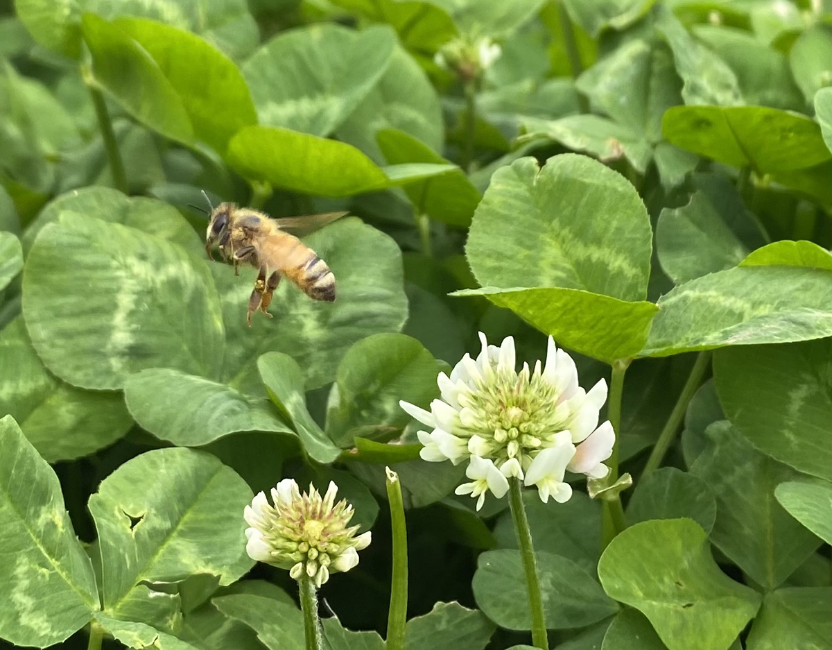 Attribute white clover | Agricom NZ