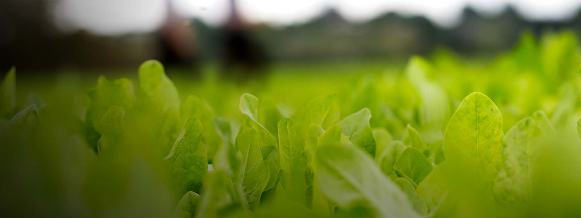 Agricom - Growing the future on a fertile foundation.