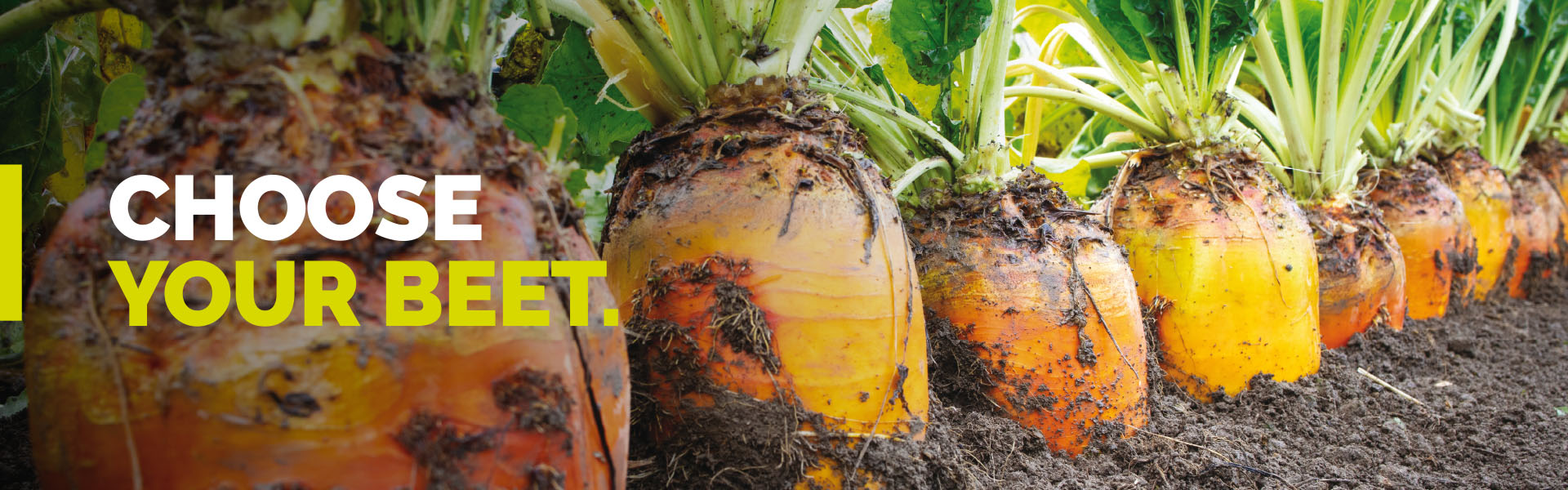 Jamon & Feldherr Fodder Beet